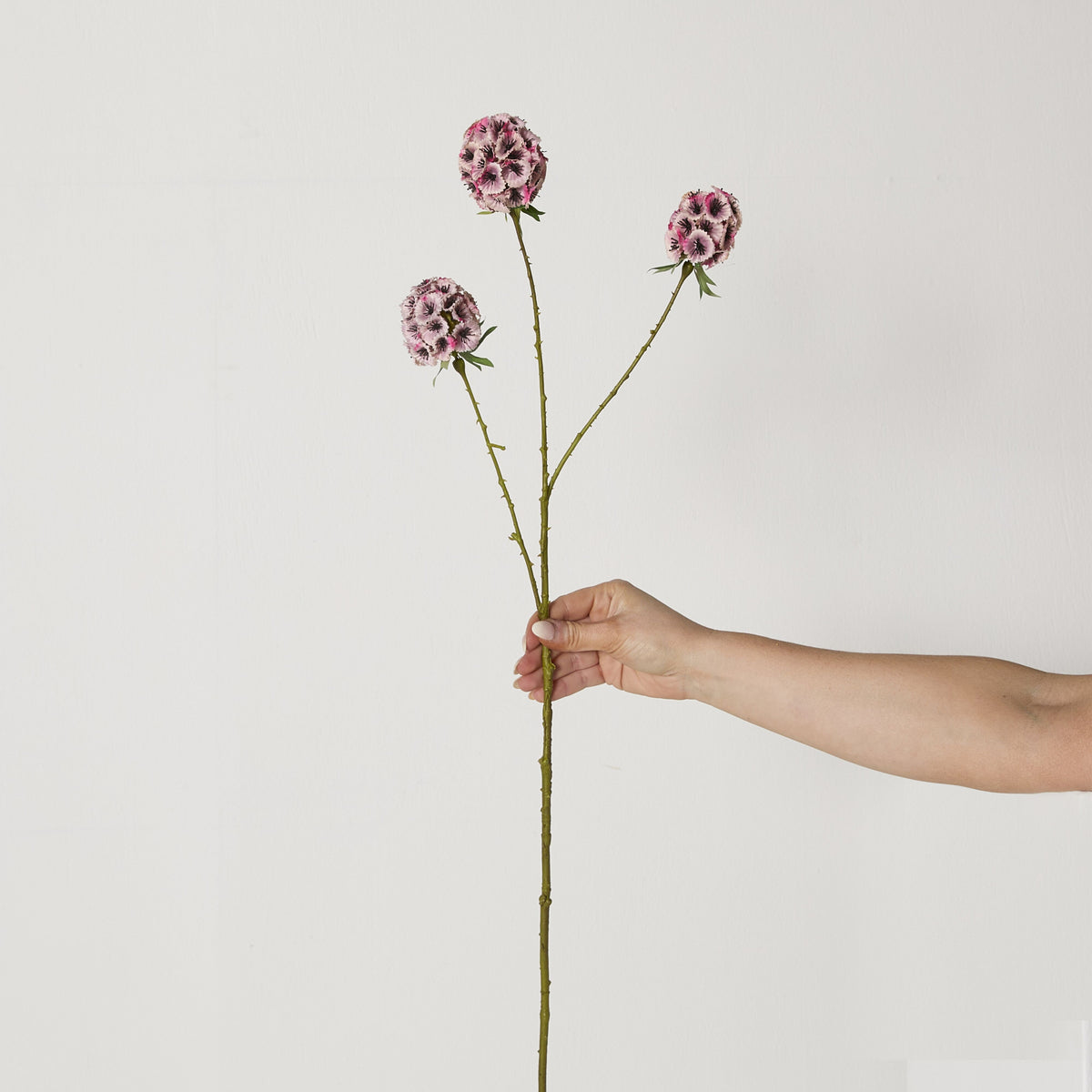 Bloomery Sweet William Stem Pink 71cm – Early Settler NZ