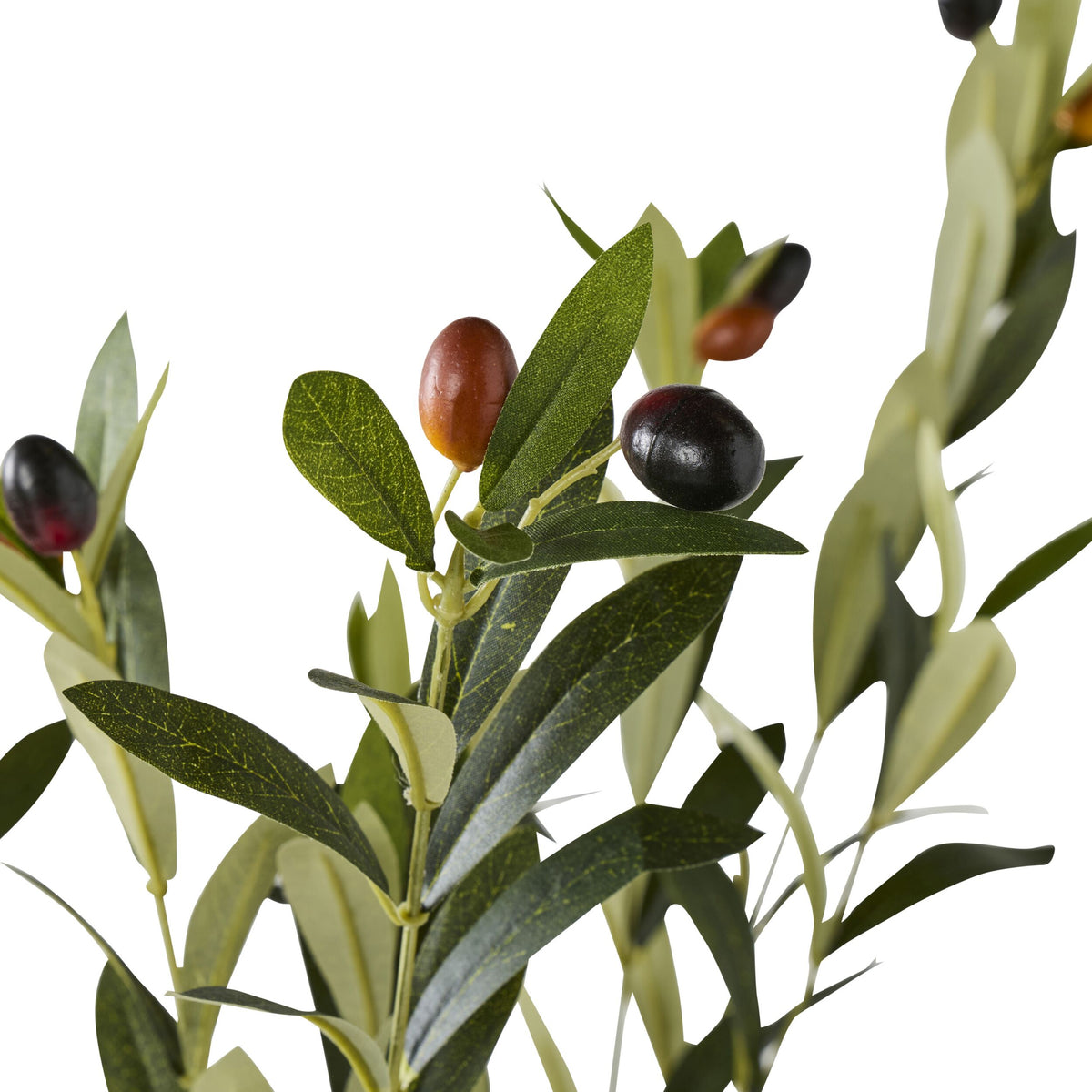 Eden Olive Tree 130cm – Early Settler NZ